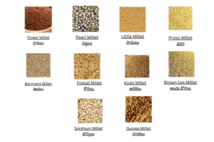 Best Top 10 Types Of Millets In Telugu | చిరుధాన్యాలు